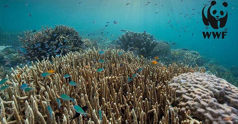 WWF Case Study | VSI Group